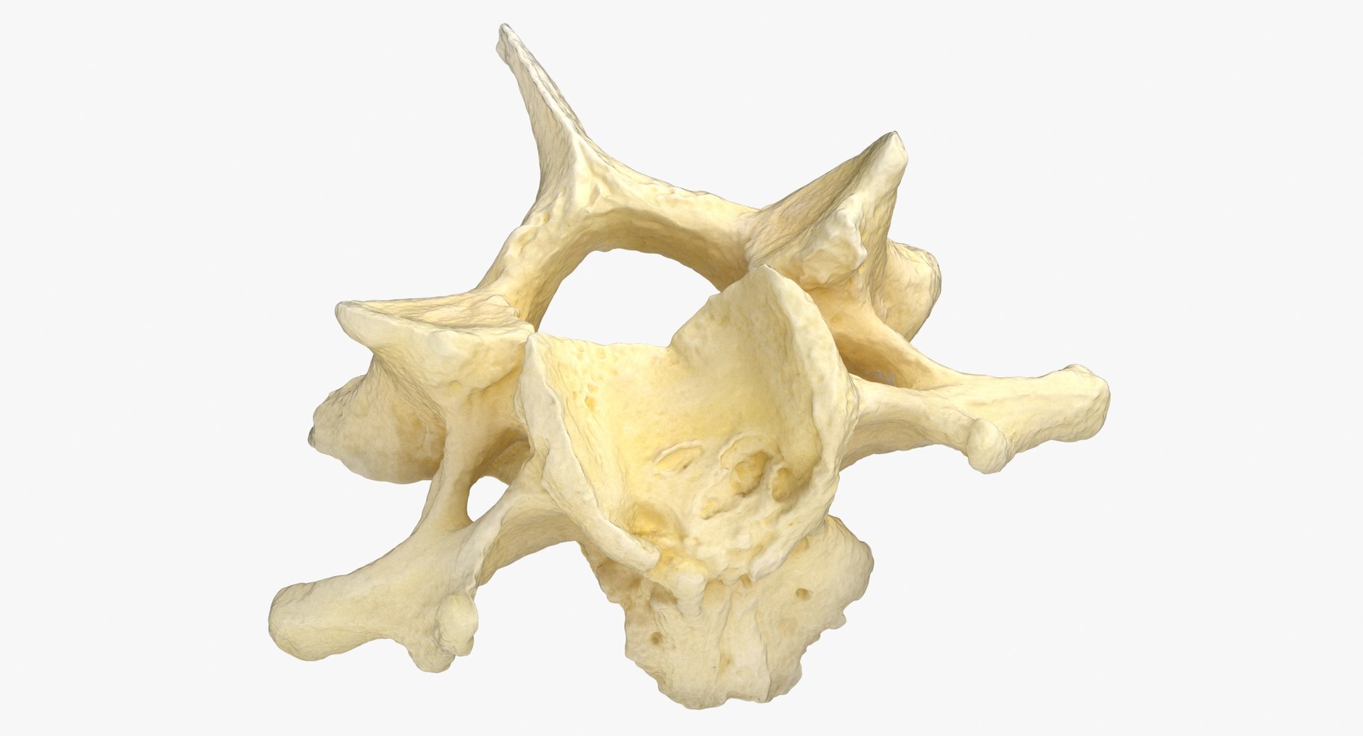 3D Pavian Monkey Male Cervical Vertebrae C3 - TurboSquid 2104692