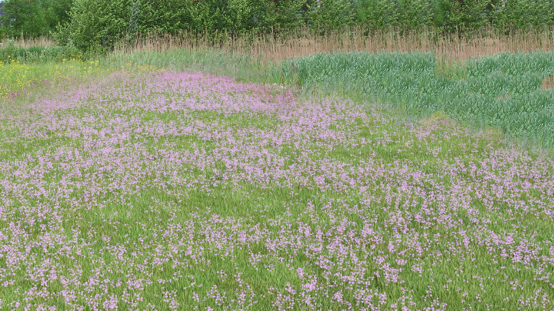 3D Pink Wild Flower Field - TurboSquid 2076363