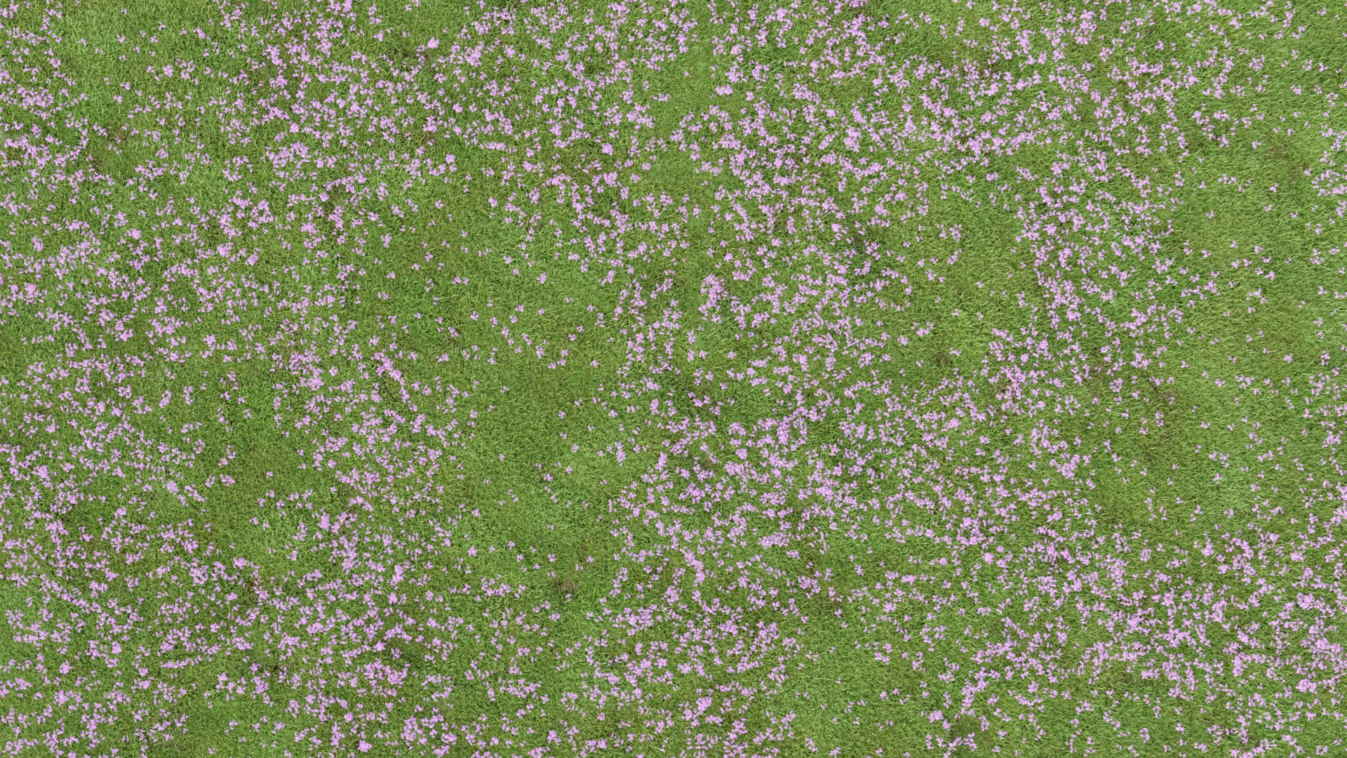 3D Pink Wild Flower Field - TurboSquid 2076363