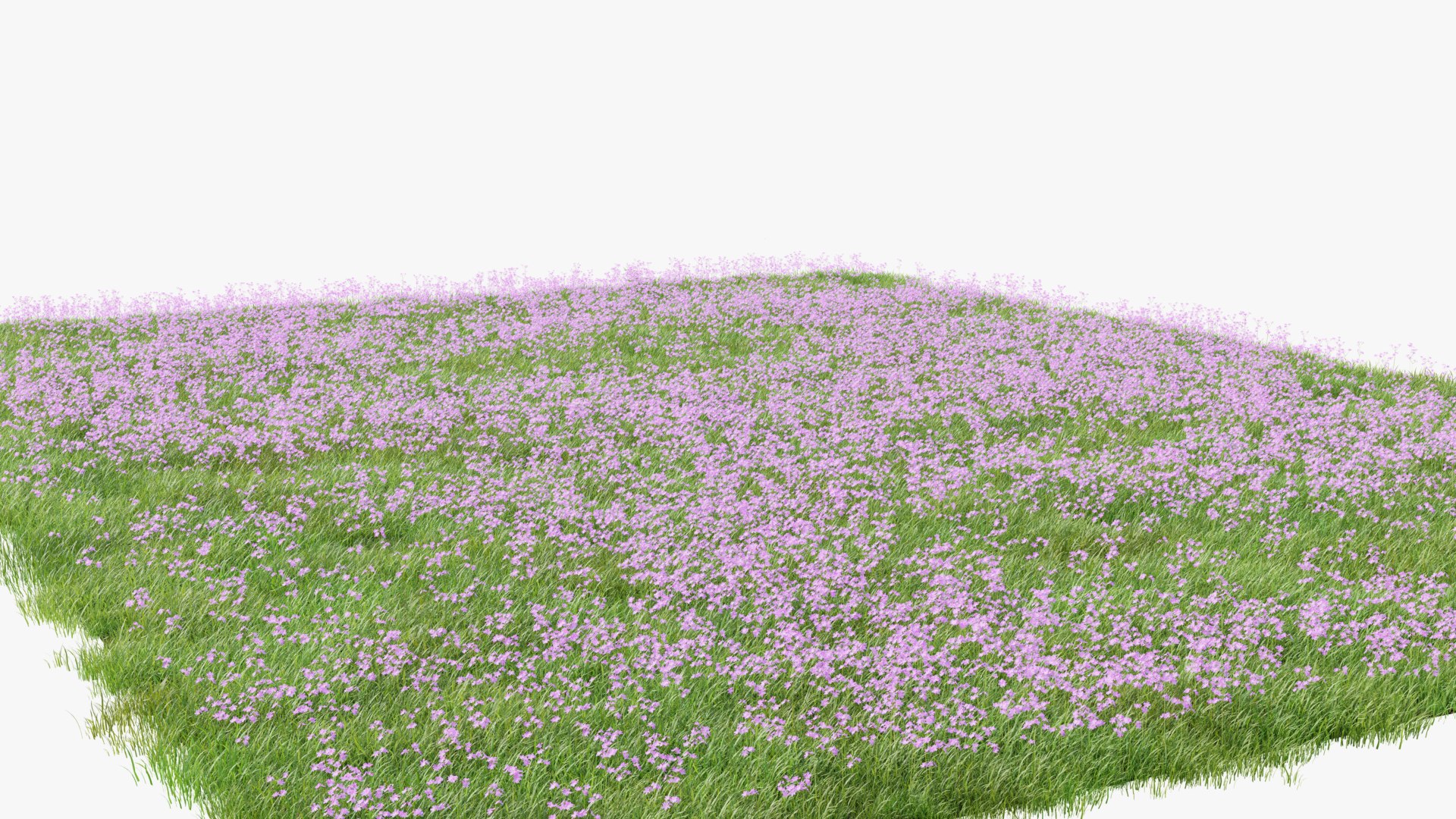3D Pink Wild Flower Field - TurboSquid 2076363