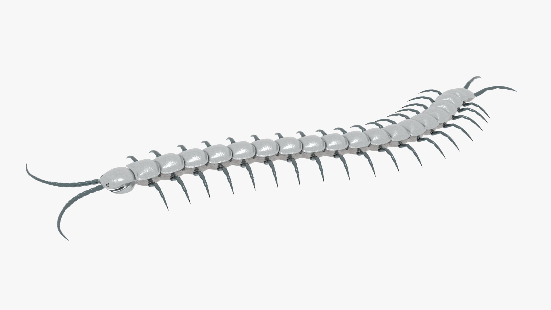 3D Centipede Robot - TurboSquid 1704672