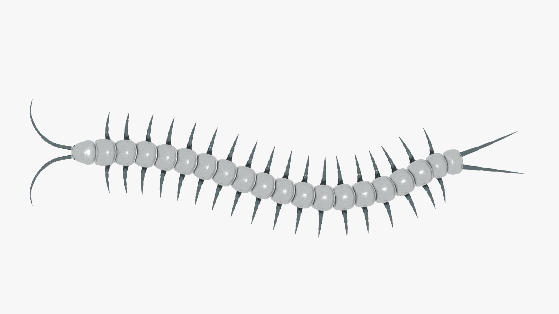 3D Centipede Robot - TurboSquid 1704672