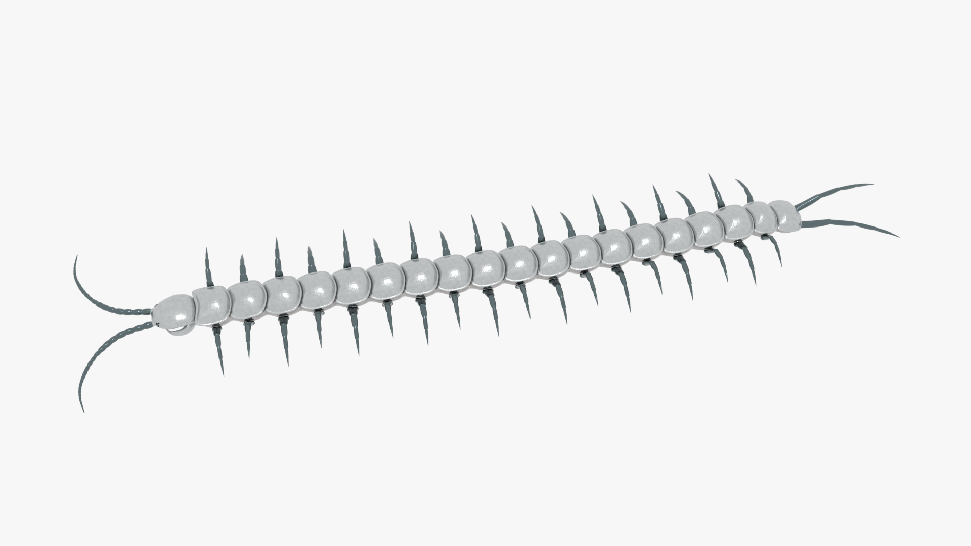 3D Centipede Robot - TurboSquid 1704672