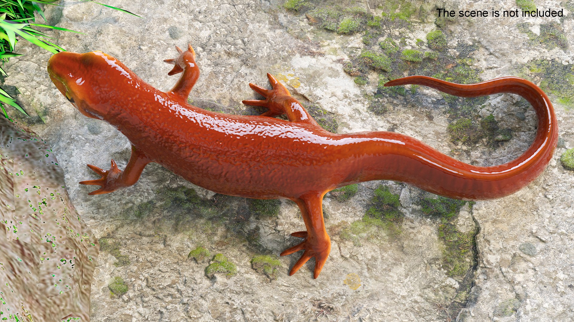 3D Orange-bellied Newt Rigged - TurboSquid 2144133