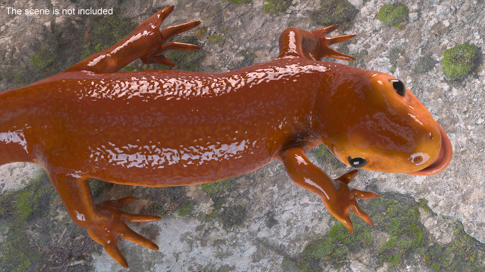 3D Orange-bellied Newt Rigged - TurboSquid 2144133