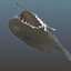 3d Angler Fish Model