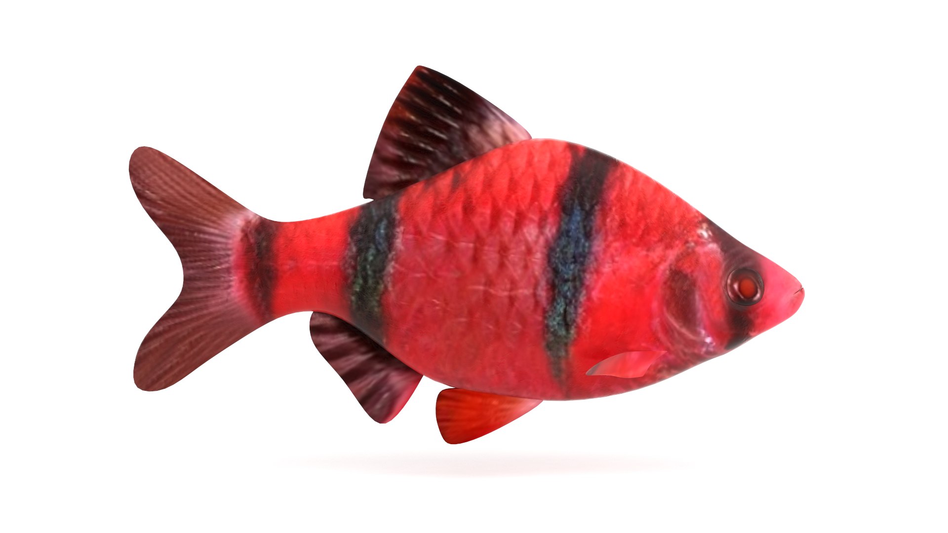 Red Tiger Barb 3D - TurboSquid 2208436