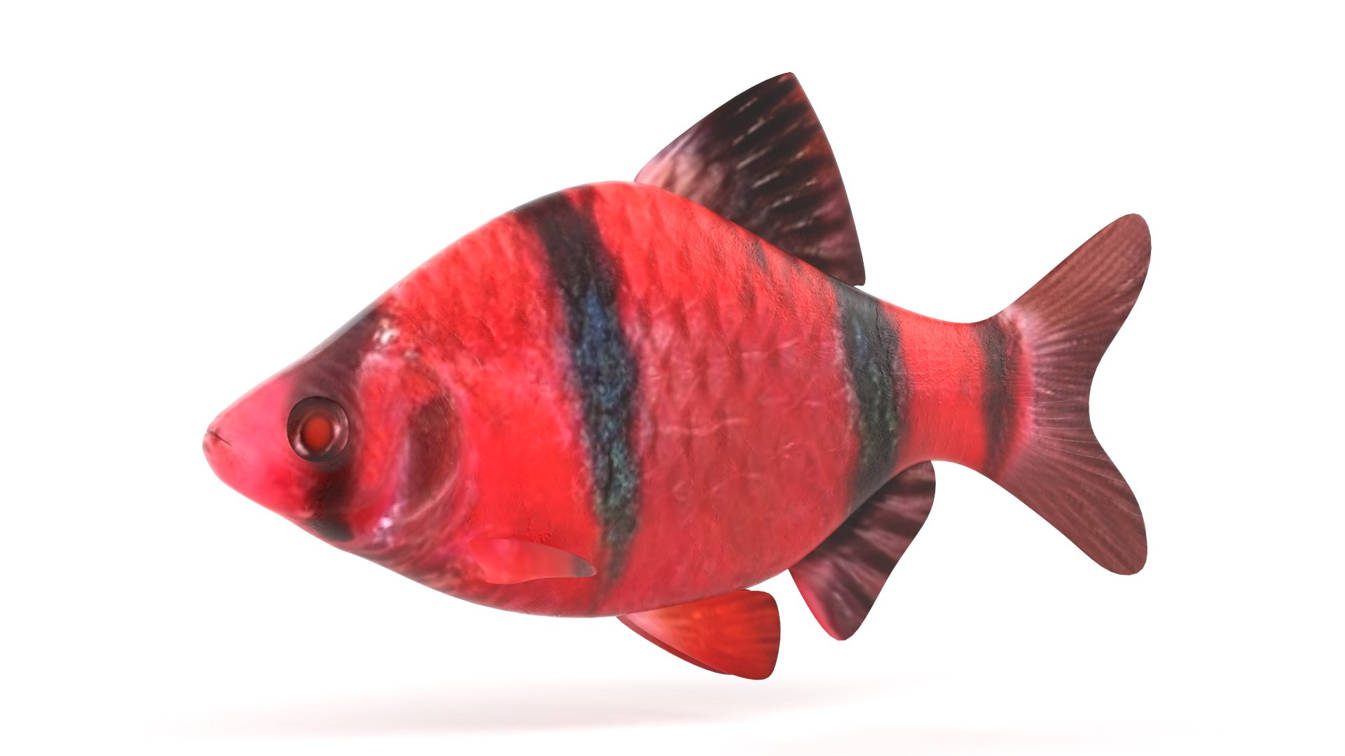Red Tiger Barb 3D - TurboSquid 2208436