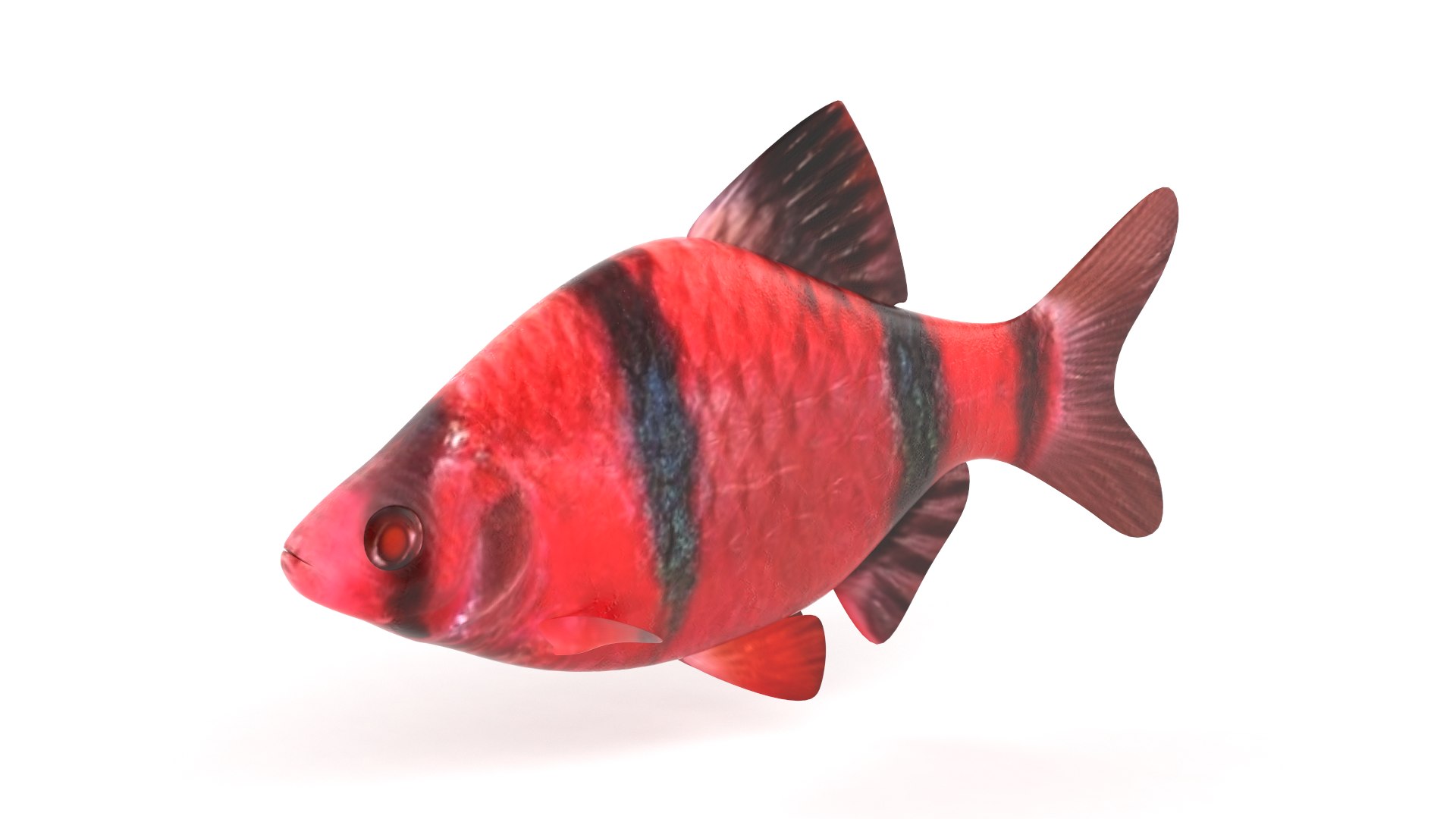 Red Tiger Barb 3D - TurboSquid 2208436