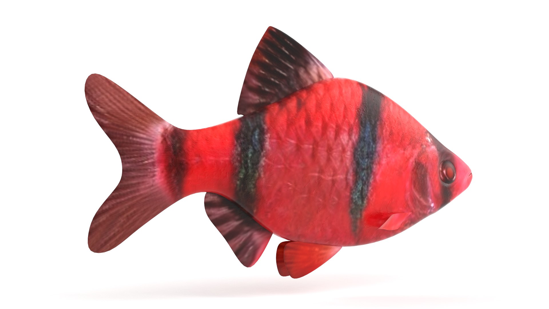 Red Tiger Barb 3D - TurboSquid 2208436