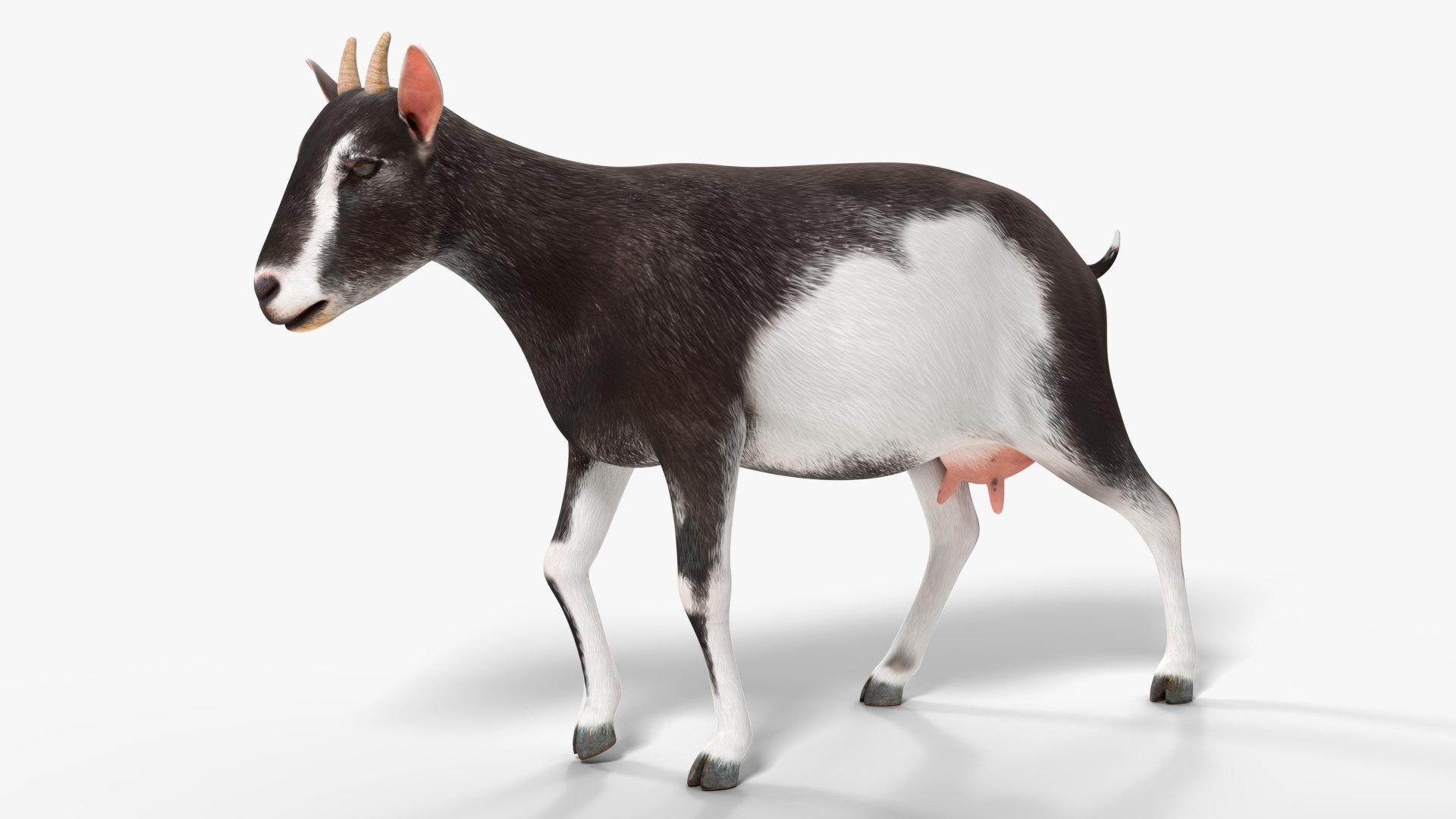 Domestic Goat Animated Rigged For Blender 3D Model - TurboSquid 2494059