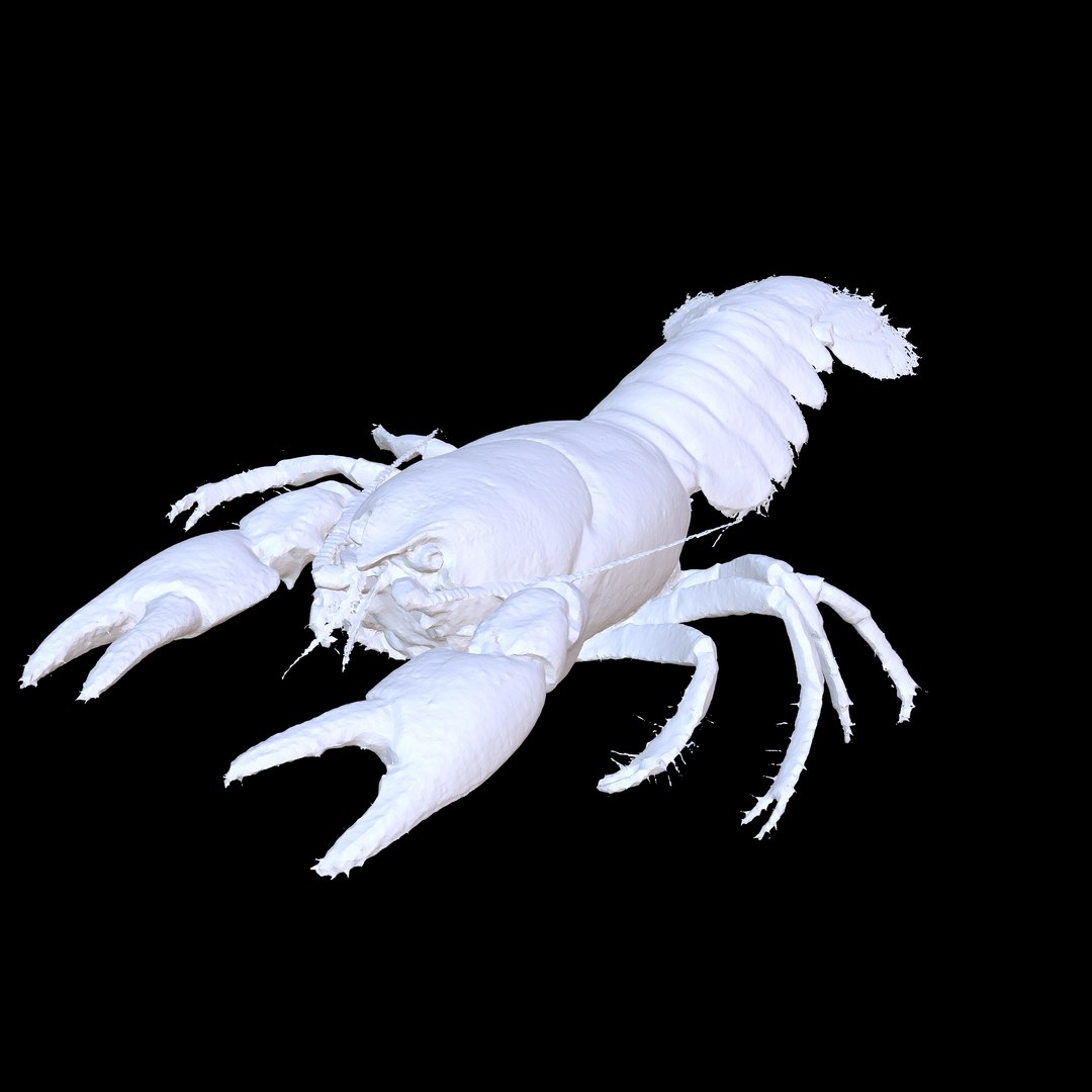 CRAYFISH PRAWN LOBSTER CRAYFISH CAMBAROIDE JAPONICUS 3D Model ...