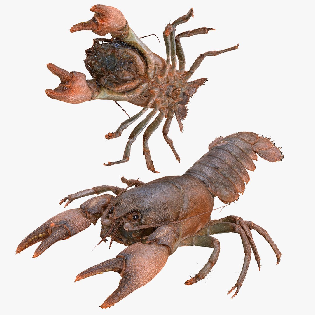 CRAYFISH PRAWN LOBSTER CRAYFISH CAMBAROIDE JAPONICUS 3D Model ...