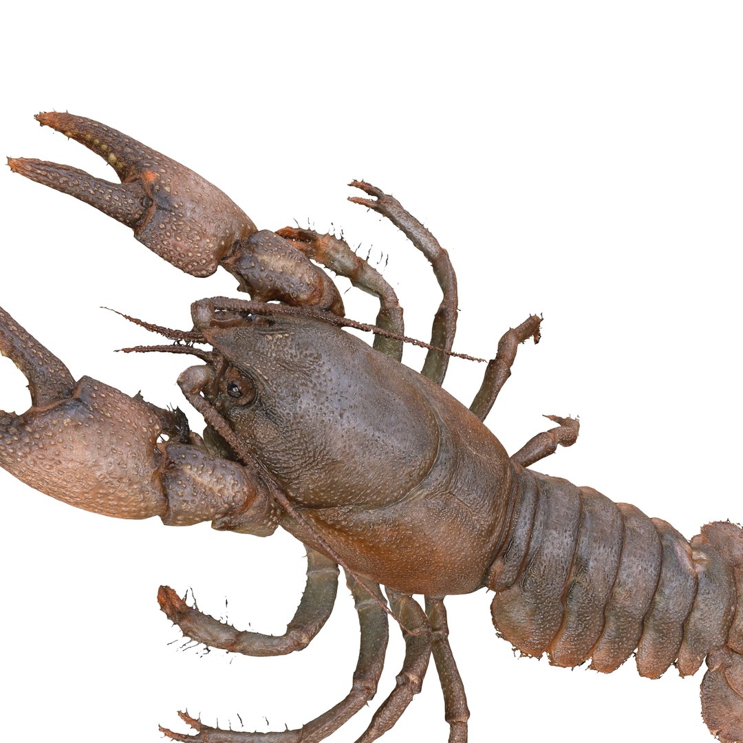 CRAYFISH PRAWN LOBSTER CRAYFISH CAMBAROIDE JAPONICUS 3D Model ...
