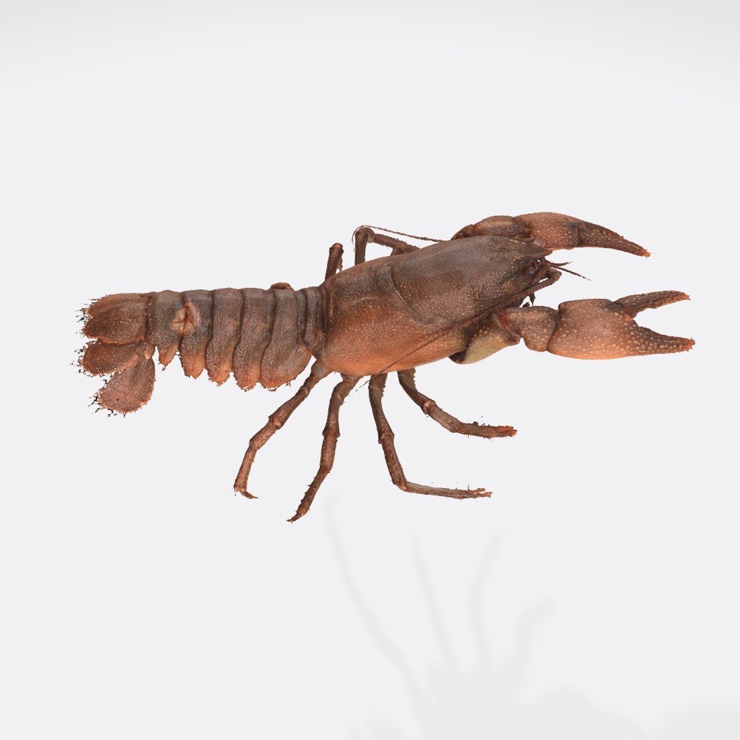 CRAYFISH PRAWN LOBSTER CRAYFISH CAMBAROIDE JAPONICUS 3D Model ...
