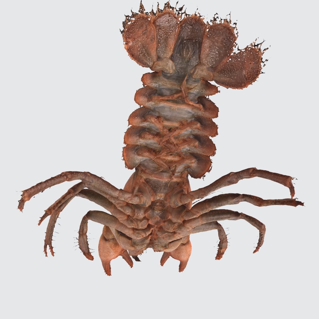 CRAYFISH PRAWN LOBSTER CRAYFISH CAMBAROIDE JAPONICUS 3D Model ...