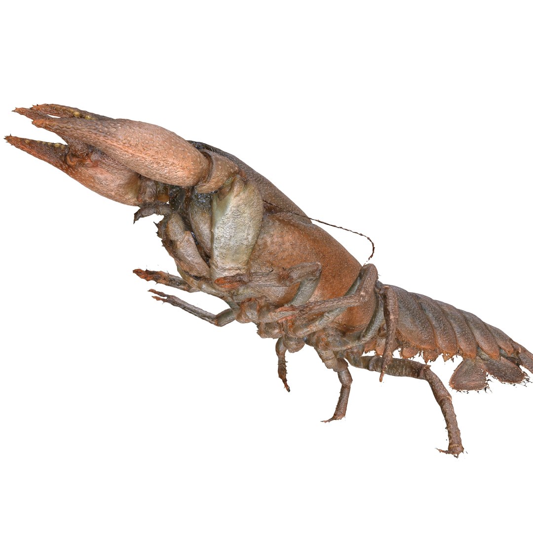 CRAYFISH PRAWN LOBSTER CRAYFISH CAMBAROIDE JAPONICUS 3D Model ...