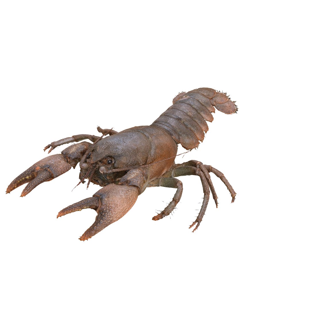 CRAYFISH PRAWN LOBSTER CRAYFISH CAMBAROIDE JAPONICUS 3D Model ...