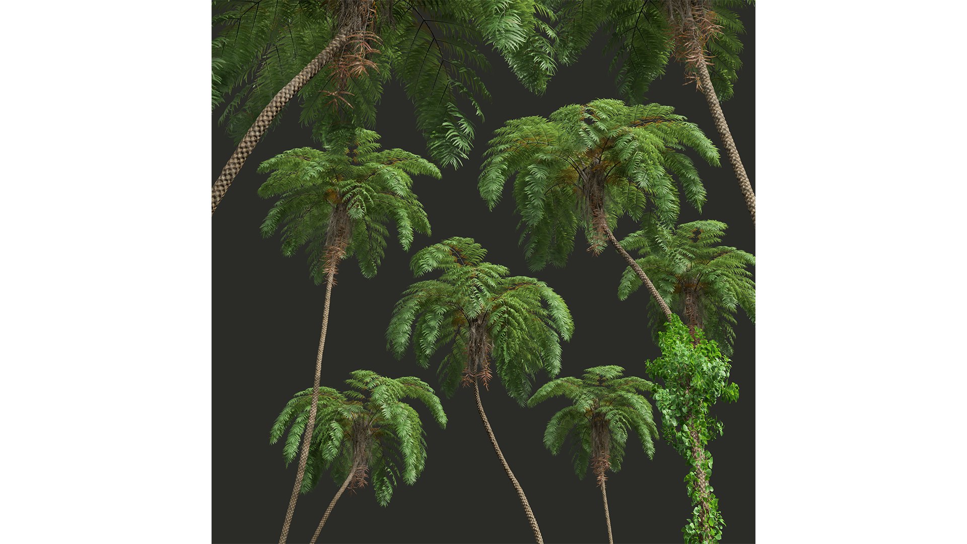 New Plant High Detail Sphaeropteris Lepifera 3D Model - TurboSquid 2155483
