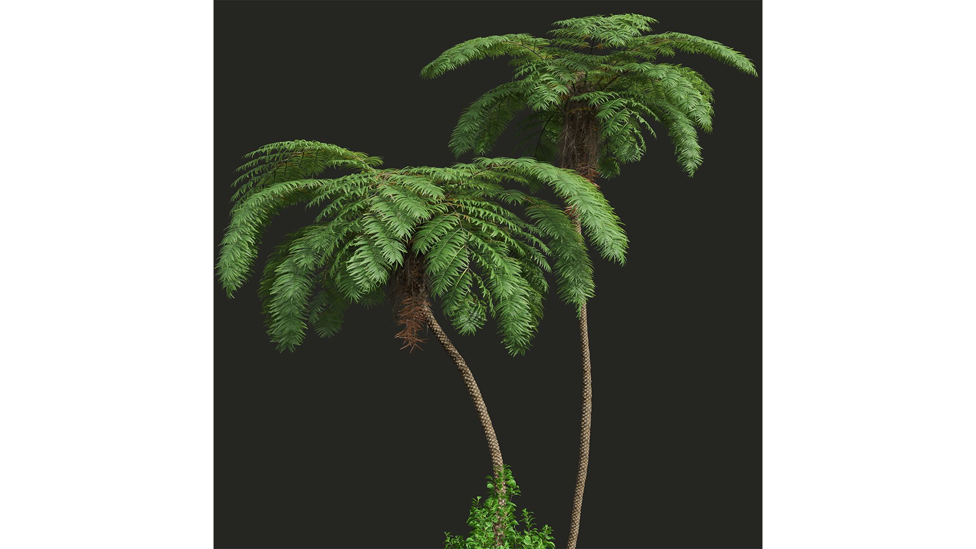 New Plant High Detail Sphaeropteris Lepifera 3D Model - TurboSquid 2155483