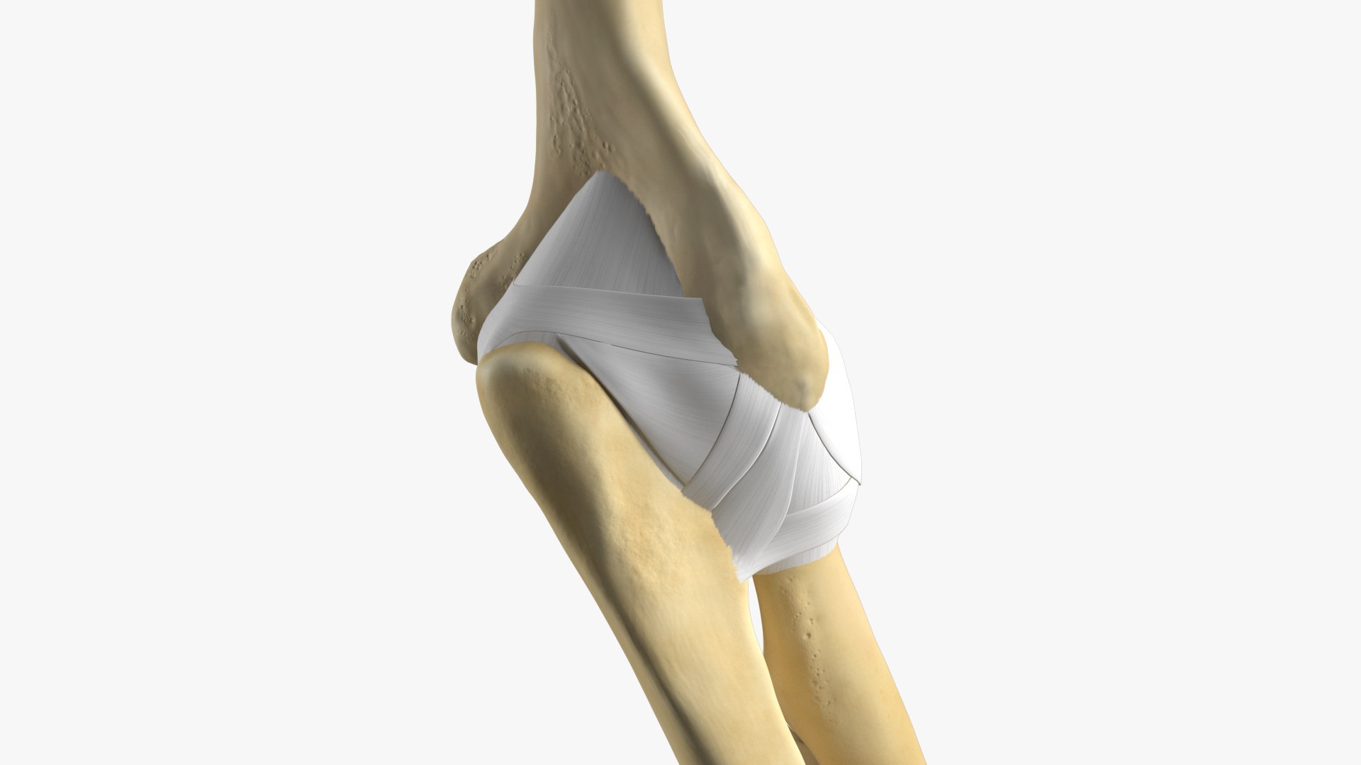3D Model Anatomy Of The Human Elbow - TurboSquid 2219393