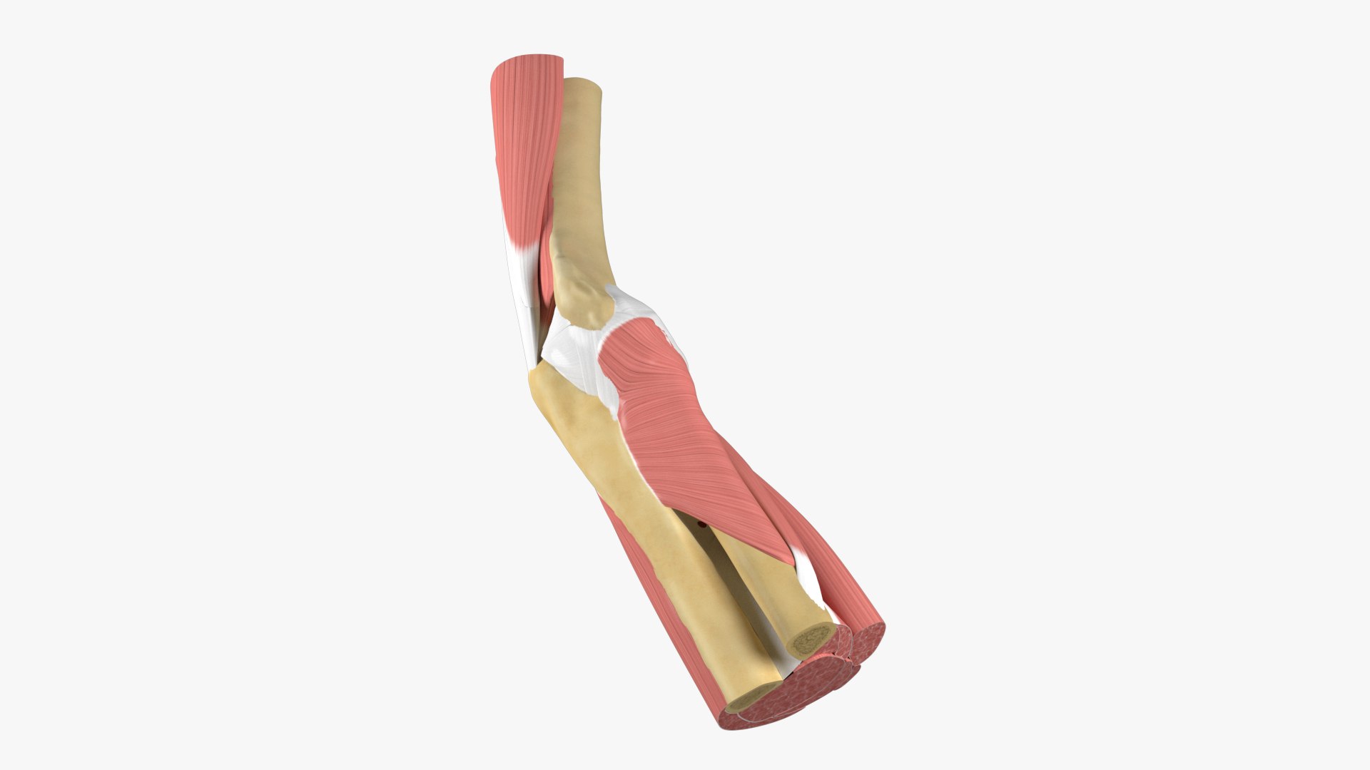 3D Model Anatomy Of The Human Elbow - TurboSquid 2219393