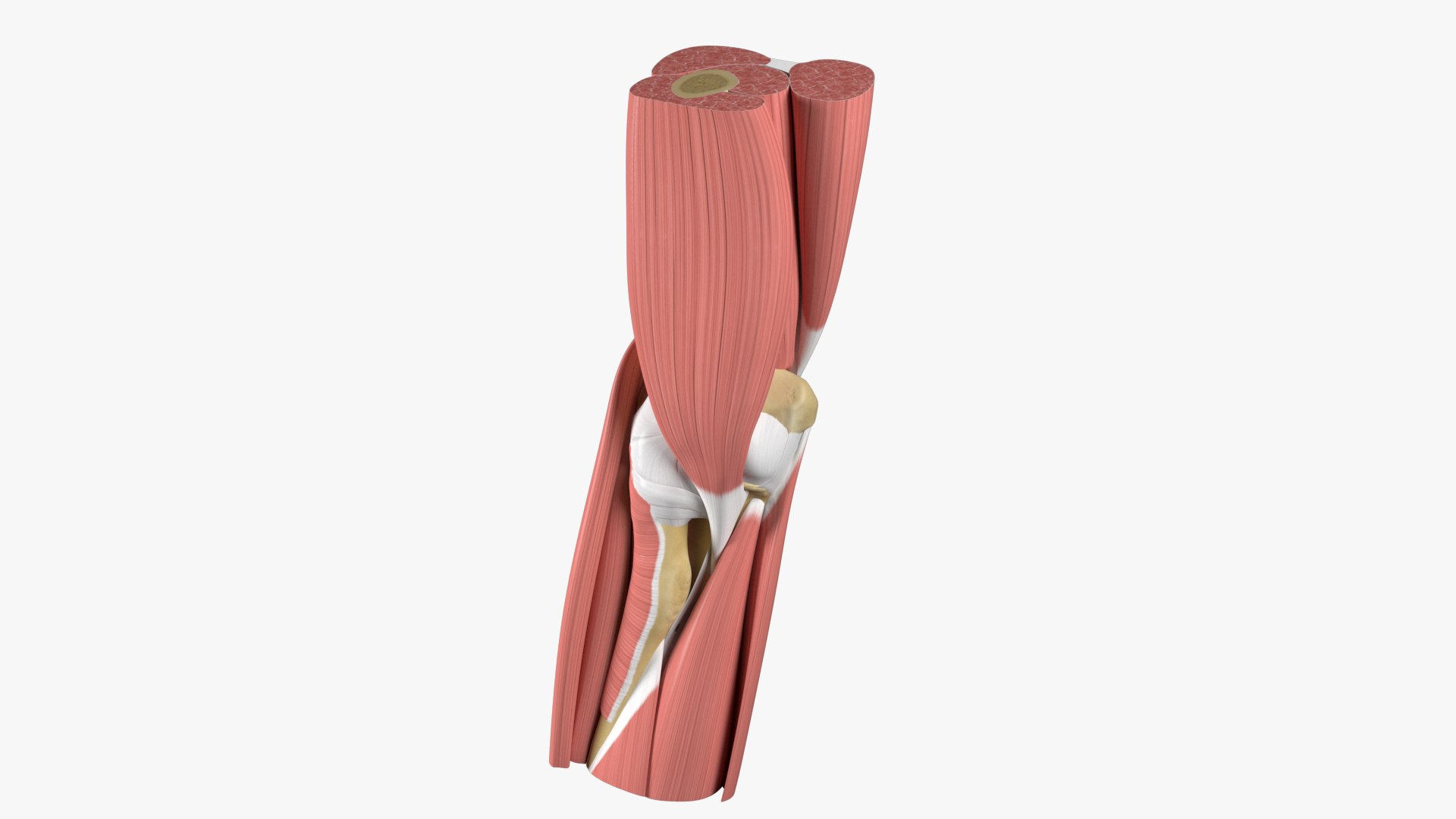 3D Model Anatomy Of The Human Elbow - TurboSquid 2219393