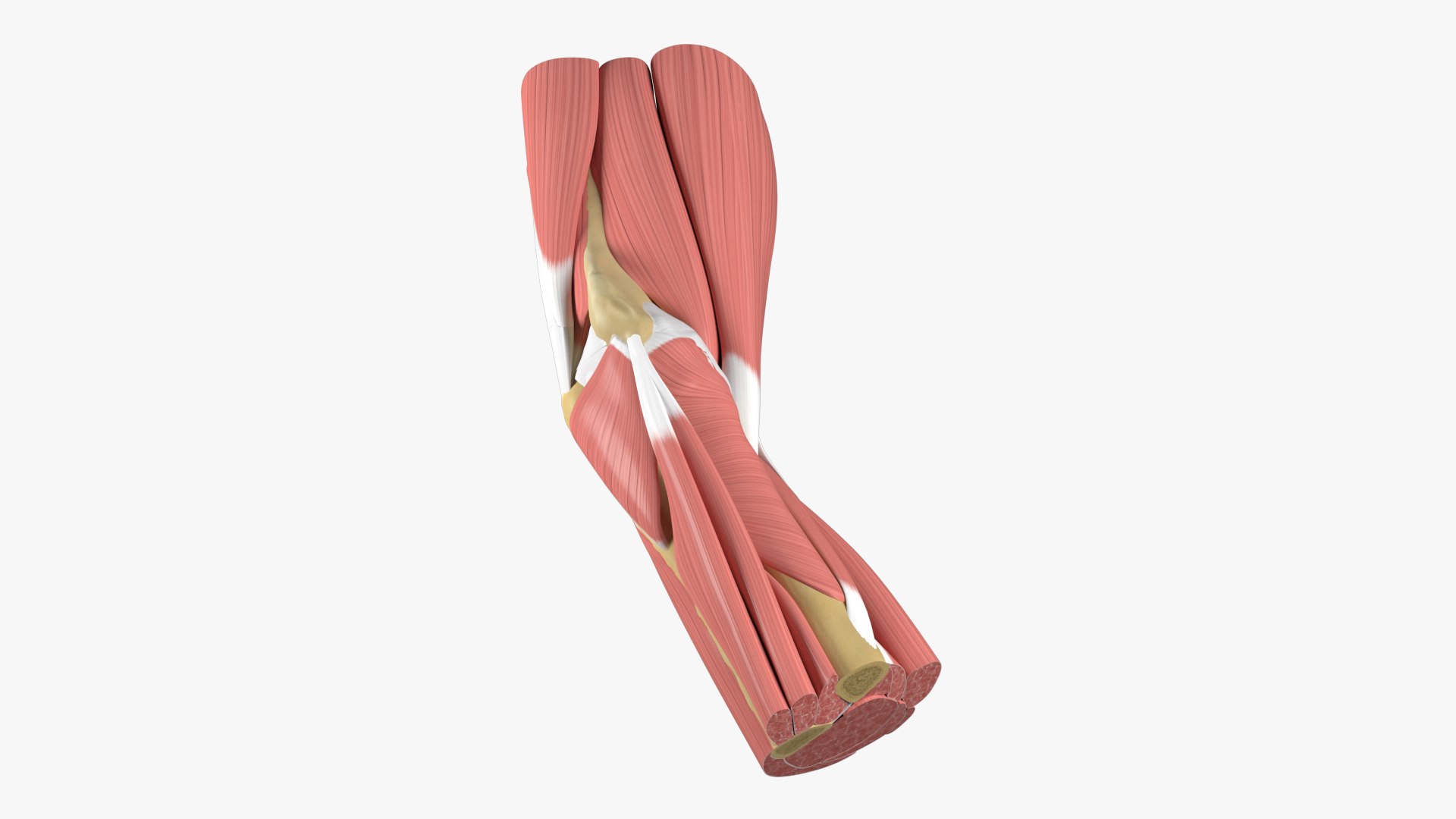 3D Model Anatomy Of The Human Elbow - TurboSquid 2219393
