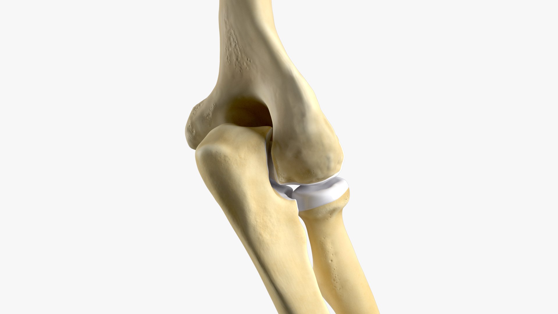 3D Model Anatomy Of The Human Elbow - TurboSquid 2219393