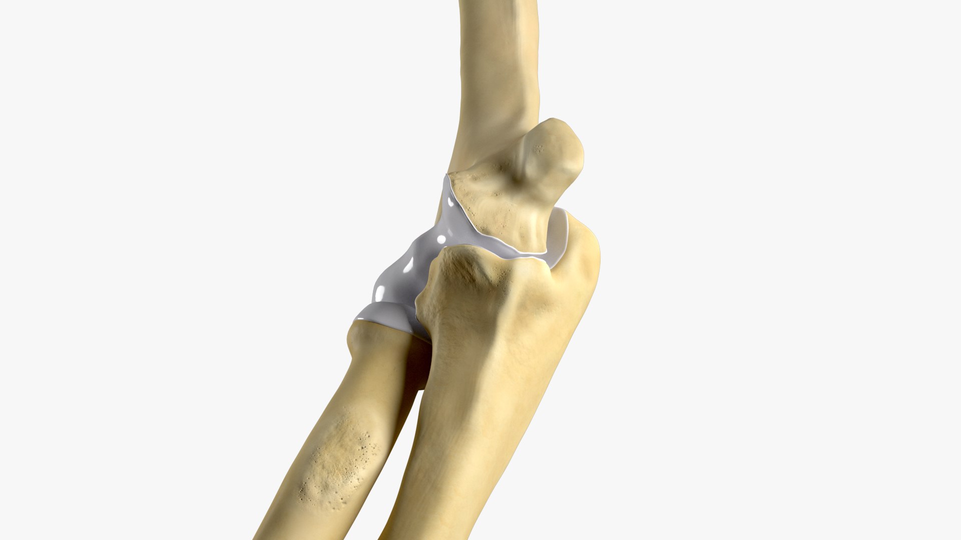 3D Model Anatomy Of The Human Elbow - TurboSquid 2219393