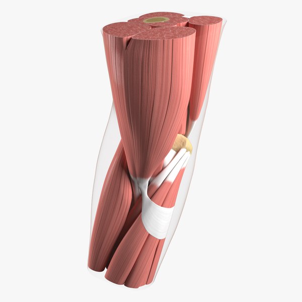 Anatomy Elbow 3D Models for Download | TurboSquid