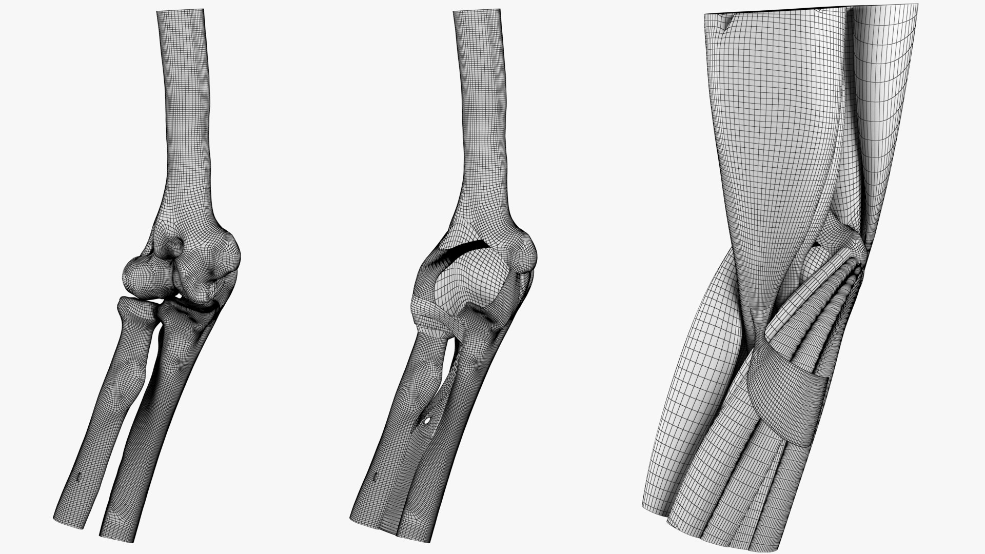 3D Model Anatomy Of The Human Elbow - TurboSquid 2219393
