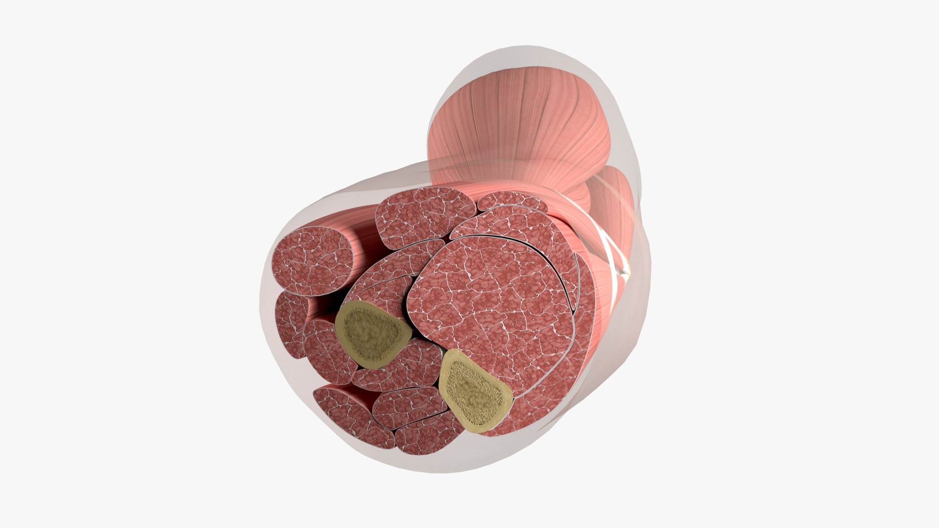 3D Model Anatomy Of The Human Elbow - TurboSquid 2219393