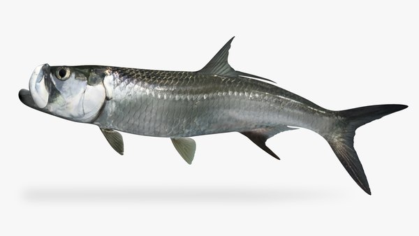 modelo 3d sábalo 2 - TurboSquid 1838968