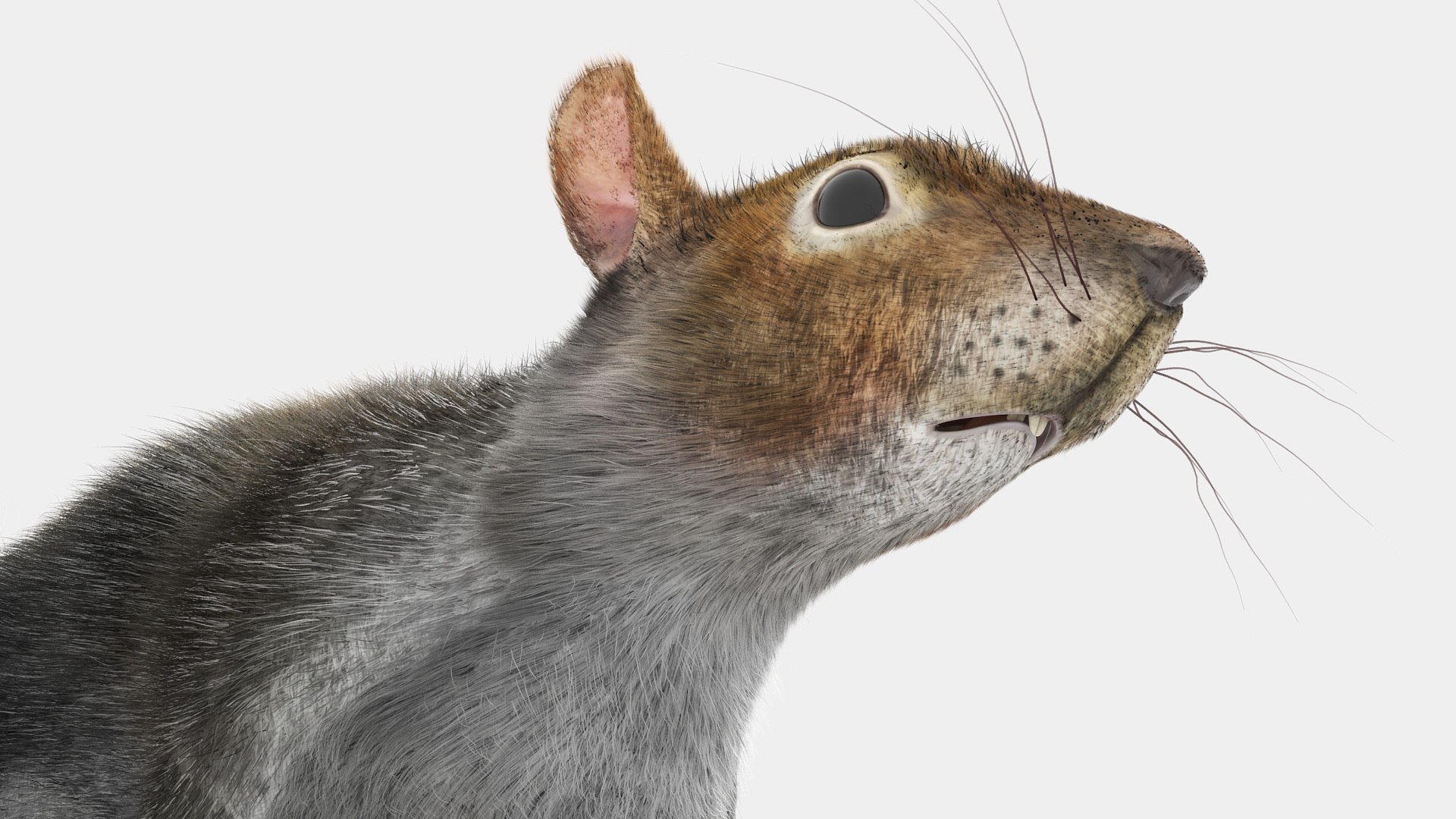 Gray Squirrel Fur Model - TurboSquid 2258146