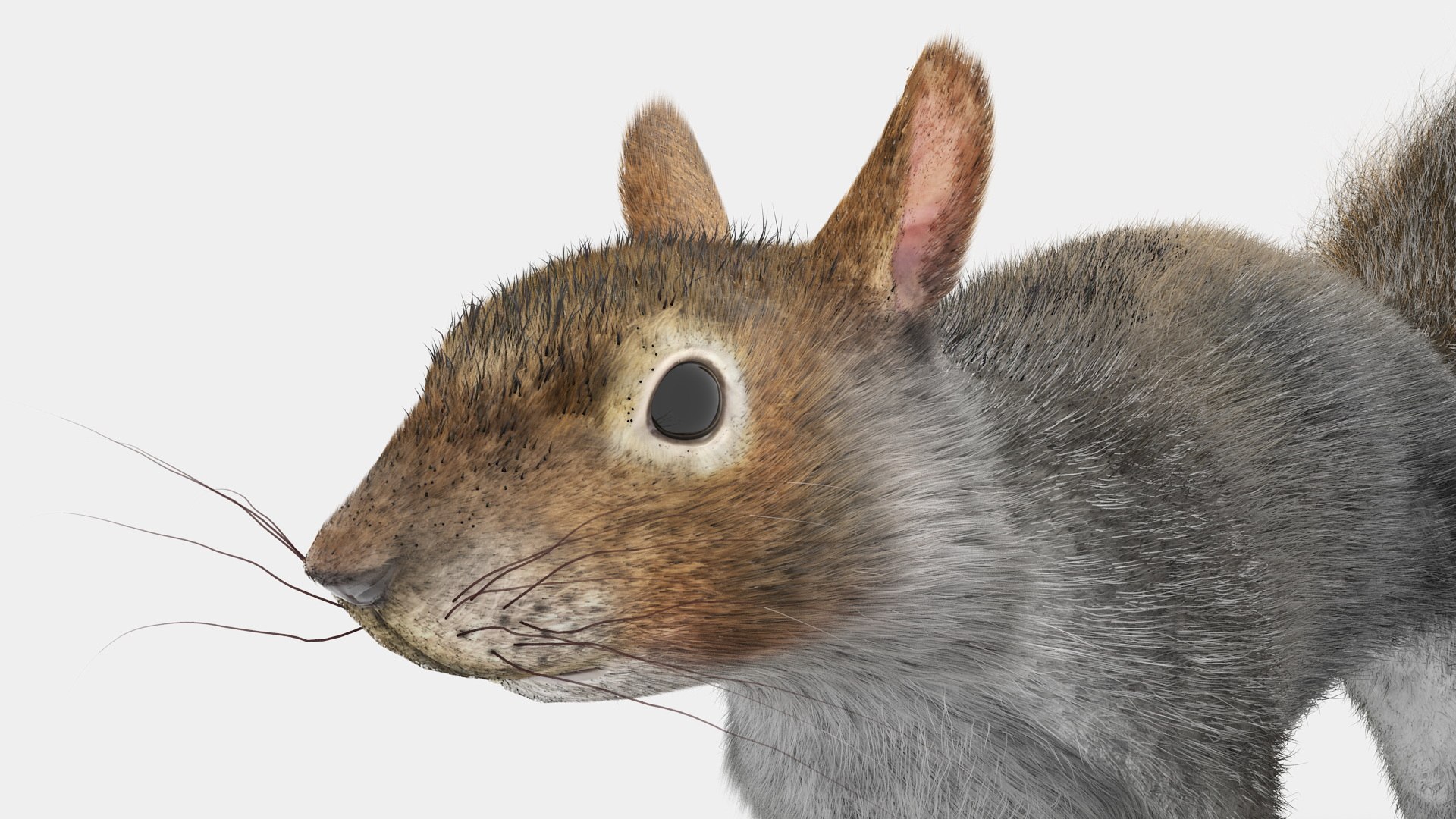 Gray Squirrel Fur Model - TurboSquid 2258146