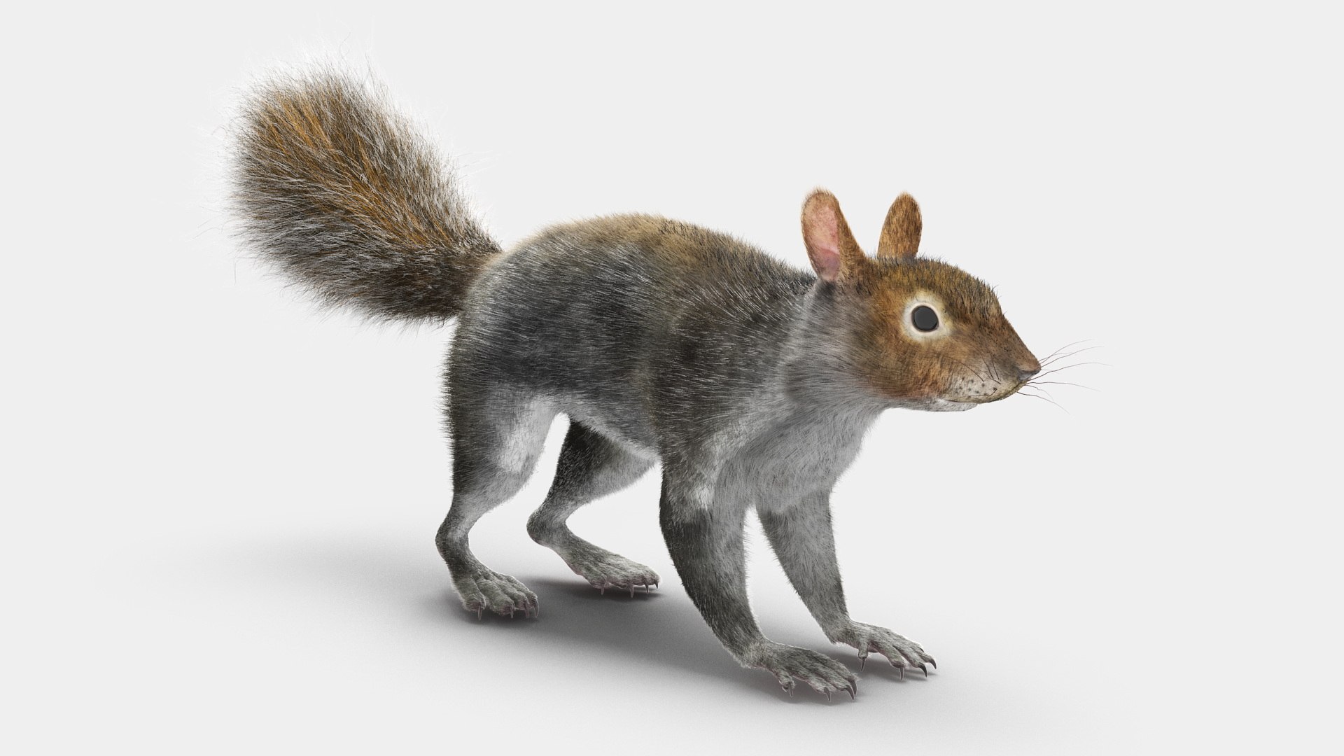 Gray Squirrel Fur Model - TurboSquid 2258146