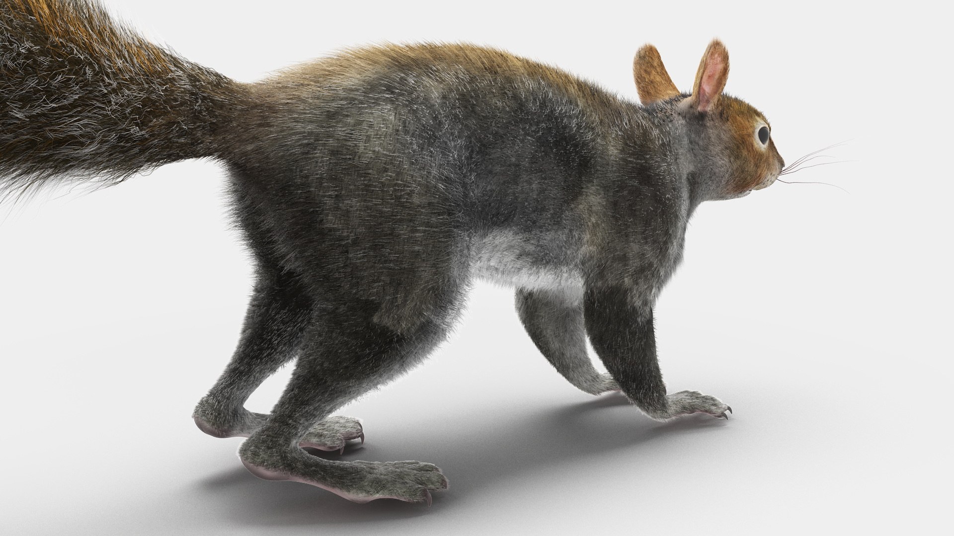 Gray Squirrel Fur Model - TurboSquid 2258146