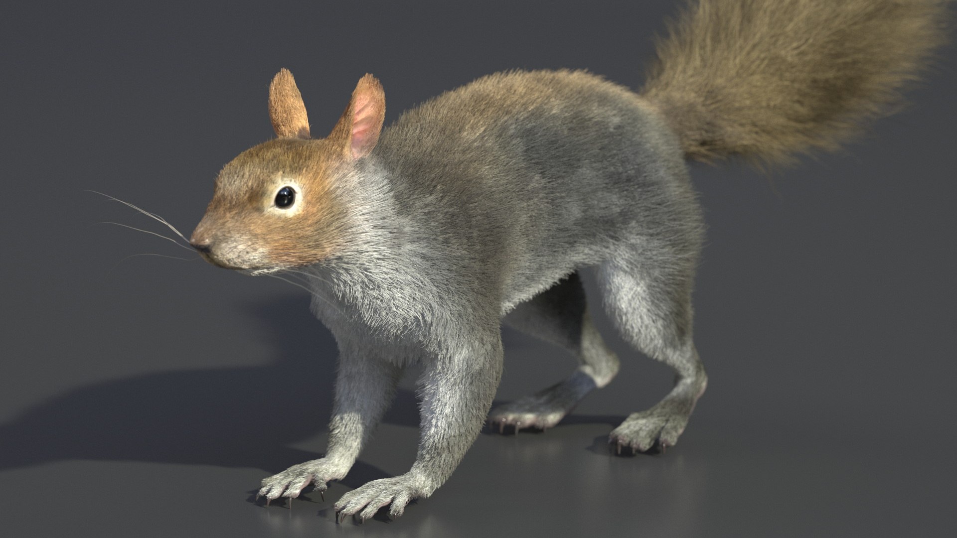 Gray Squirrel Fur Model - TurboSquid 2258146