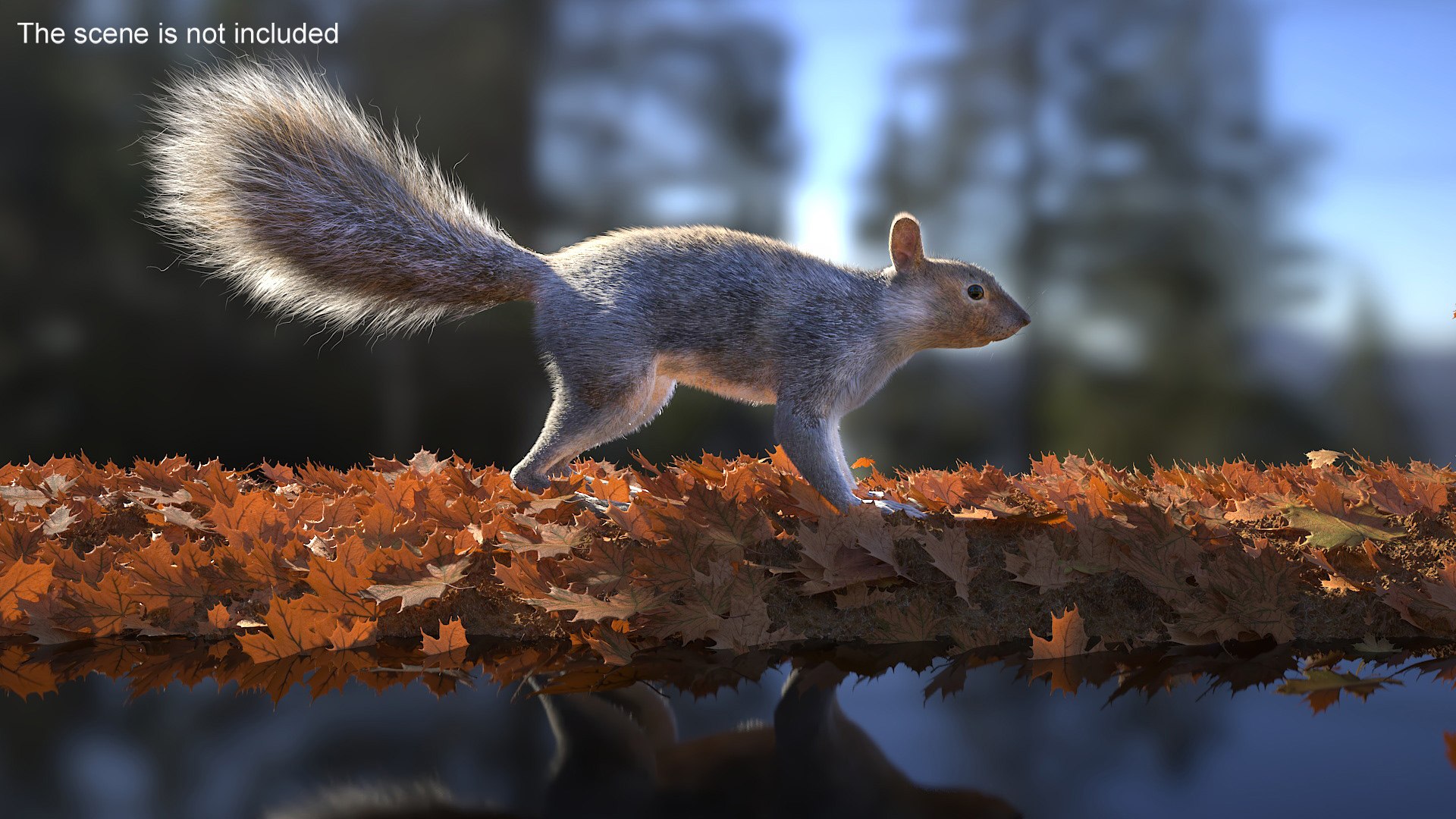 Gray Squirrel Fur Model - TurboSquid 2258146