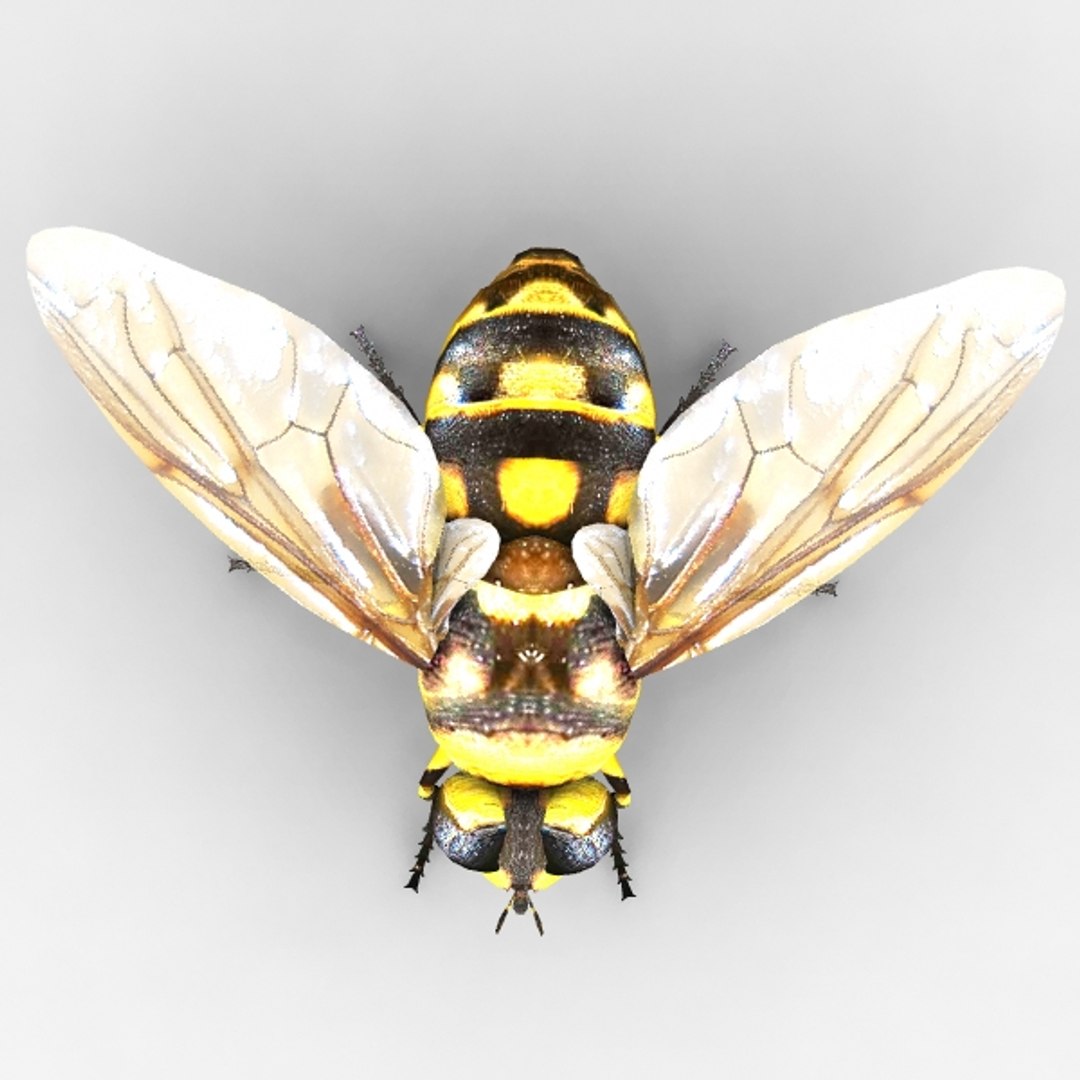 3d Fly Model