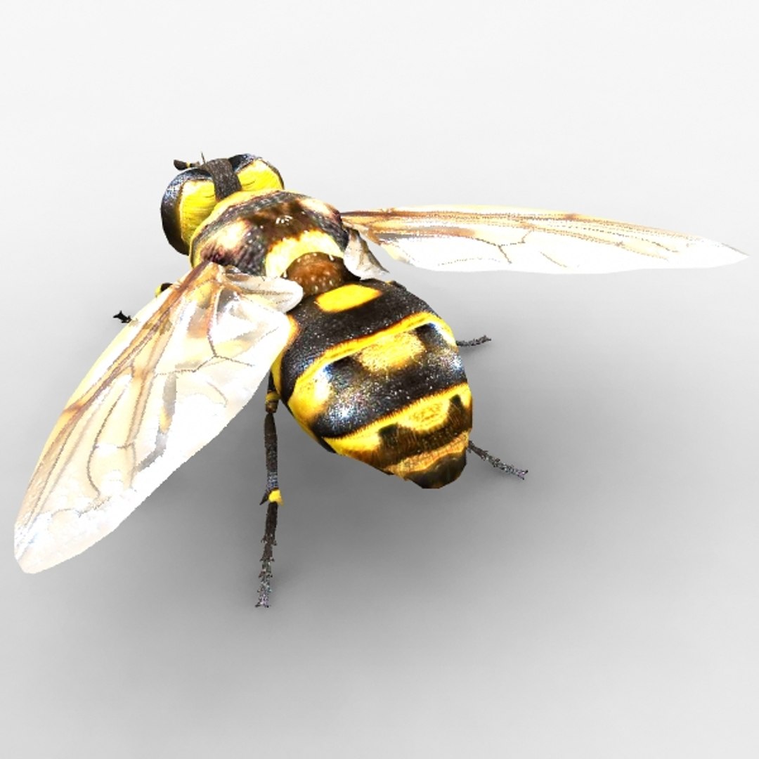 3d Fly Model