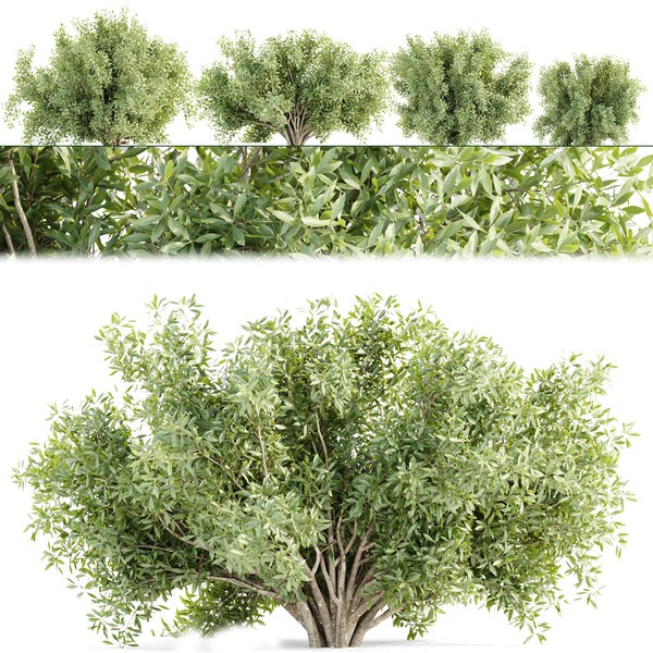 Bushes for garden collection vol 210 3D 모델 - TurboSquid 2067066