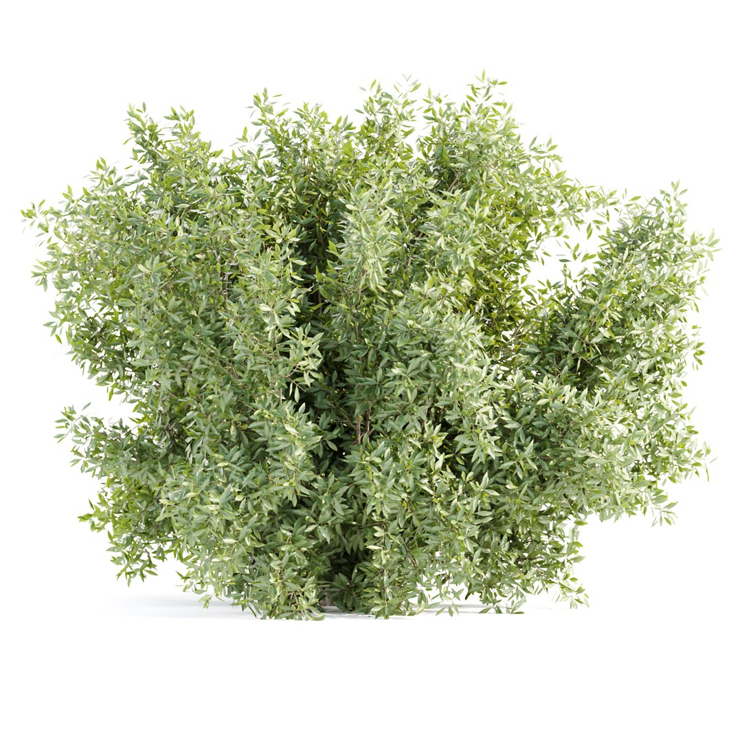 3D Bushes for garden collection vol 210 model - TurboSquid 2067066