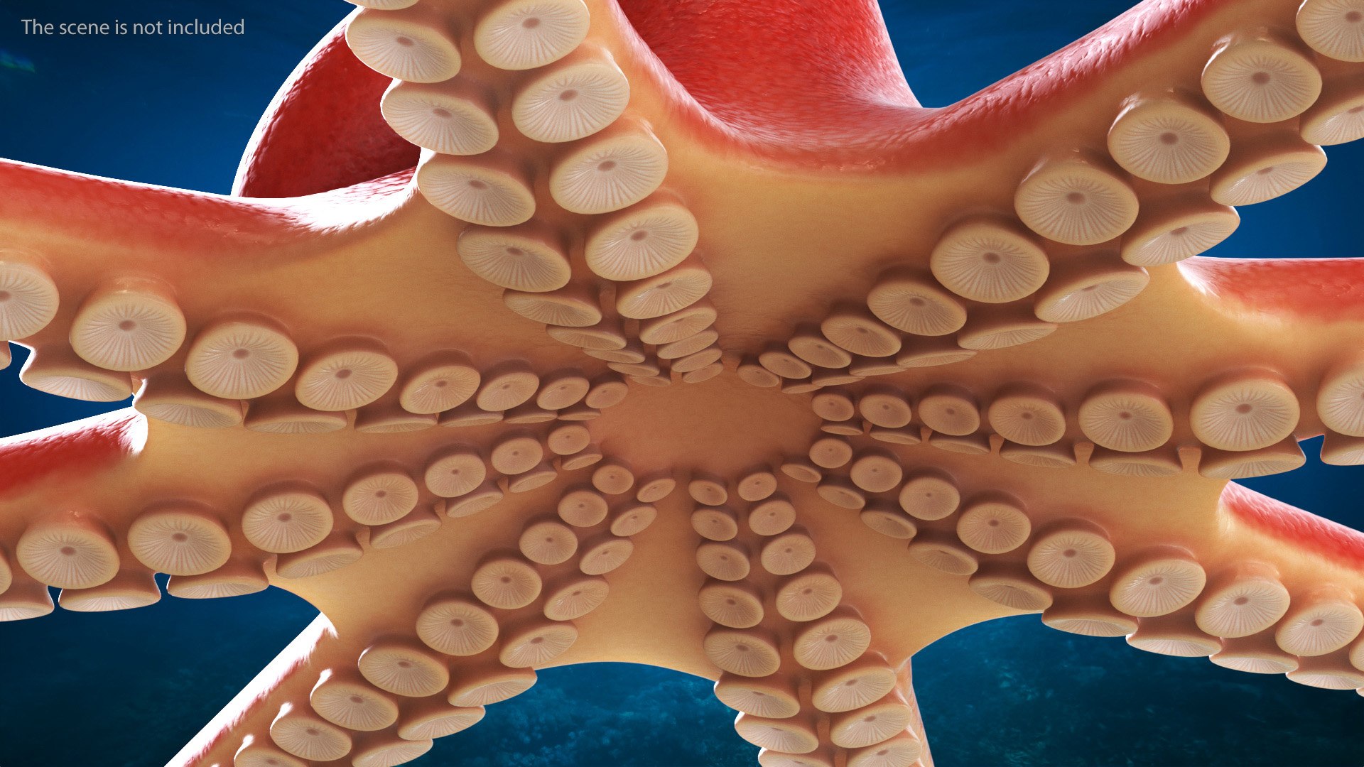 3D Octopus Cartoon Character Rigged for Maya - TurboSquid 1985778