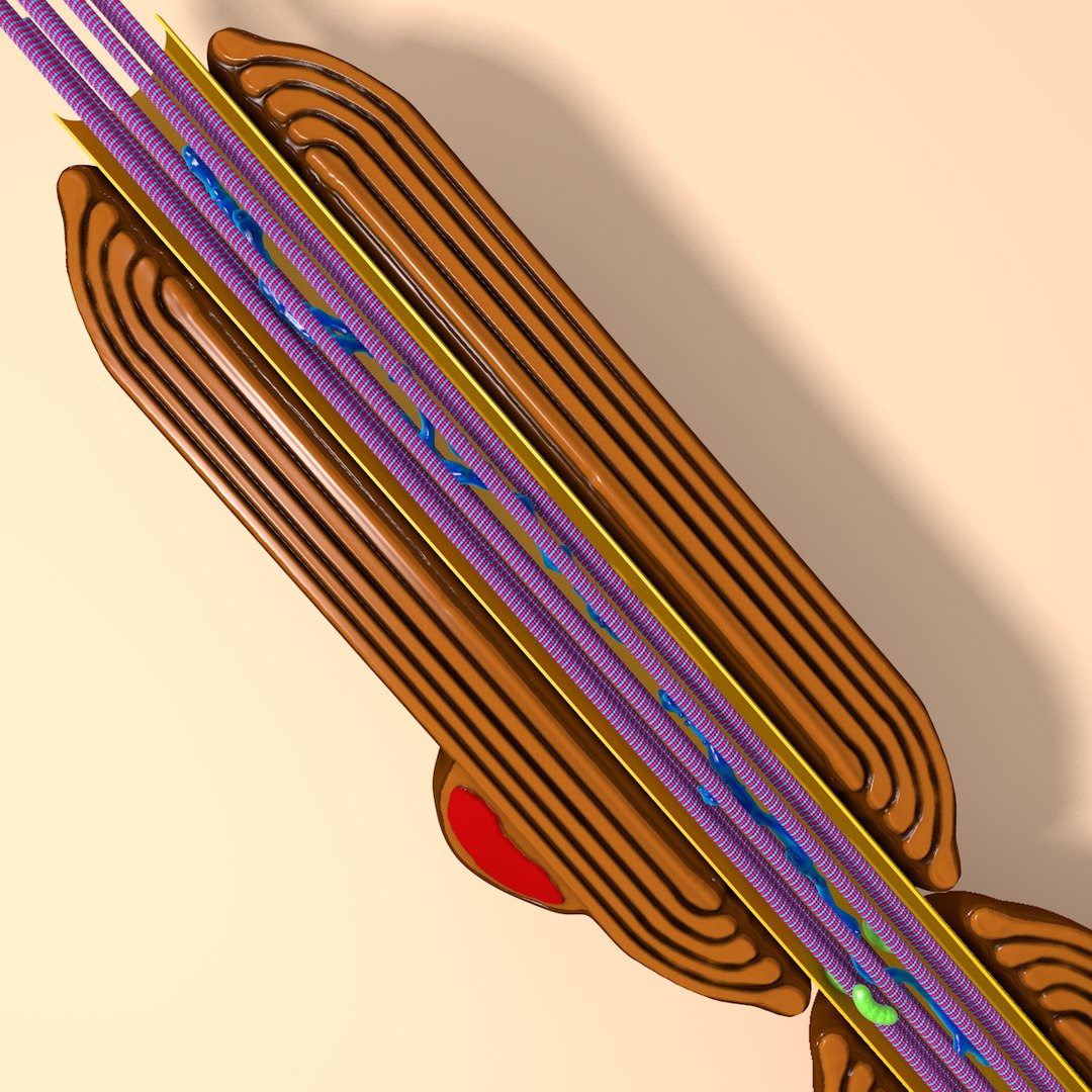 Cross Section 3d Model