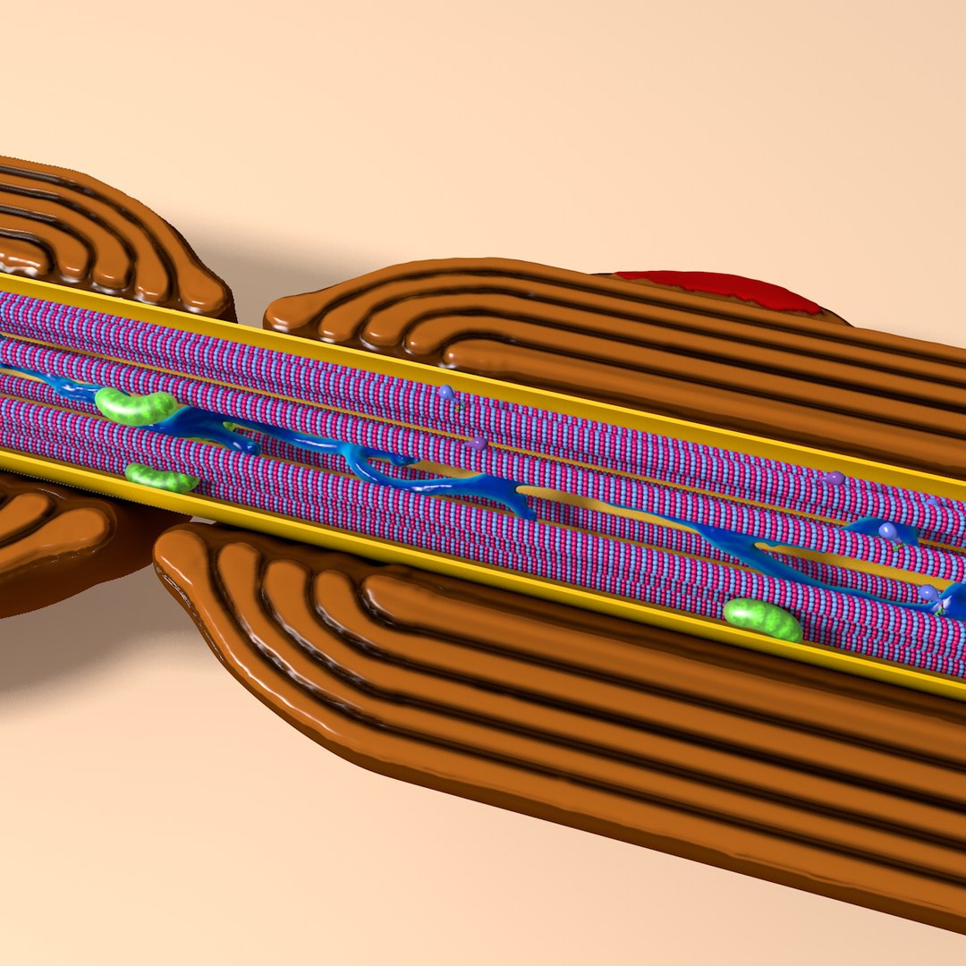 Cross Section 3d Model