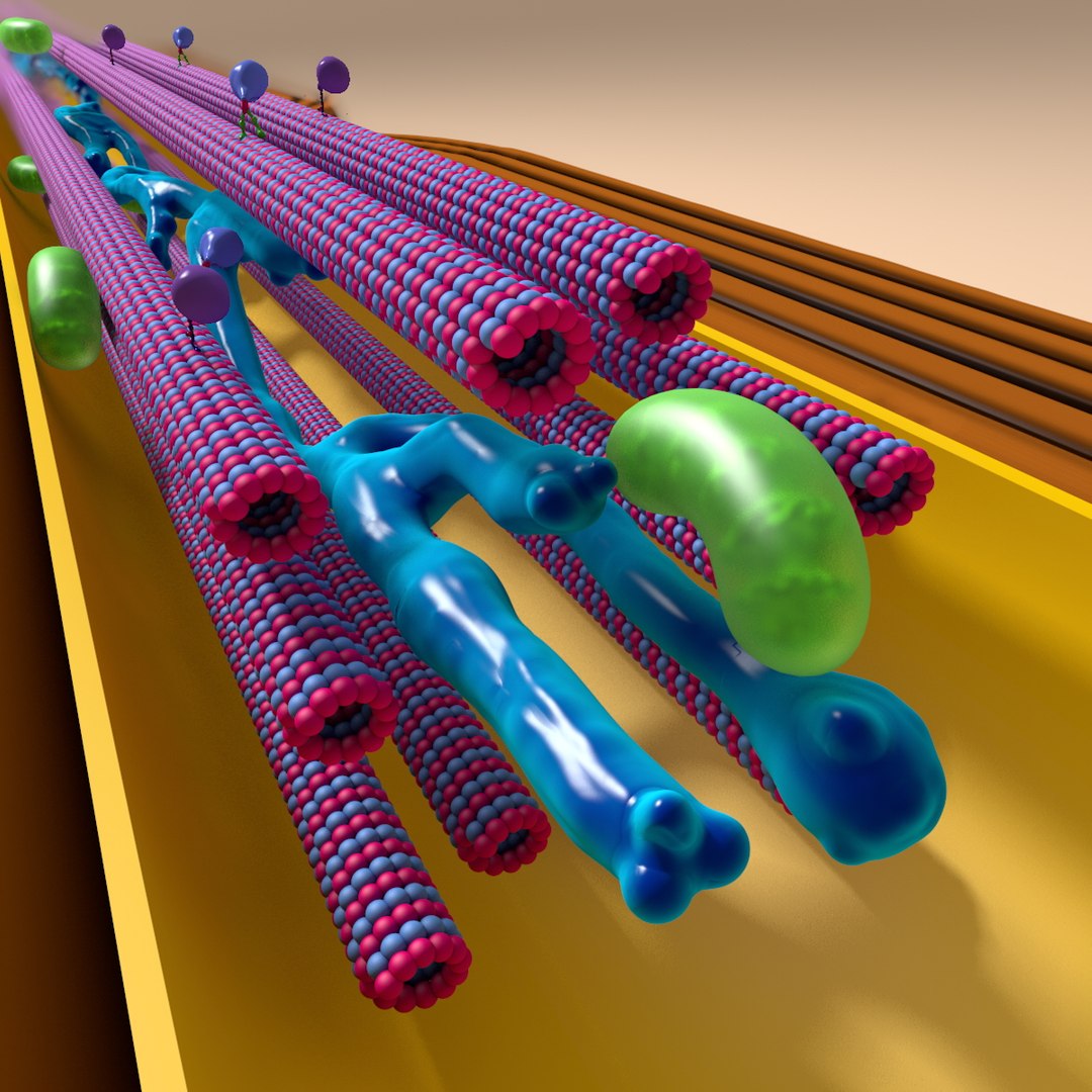 Cross Section 3d Model