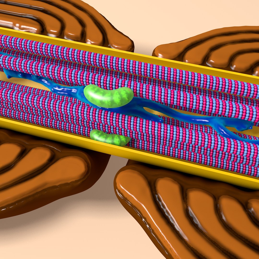 Cross Section 3d Model