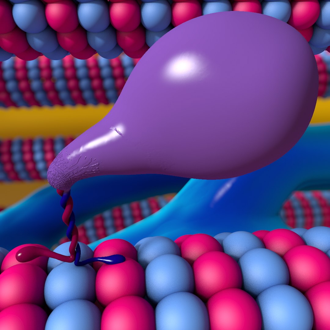 Cross Section 3d Model